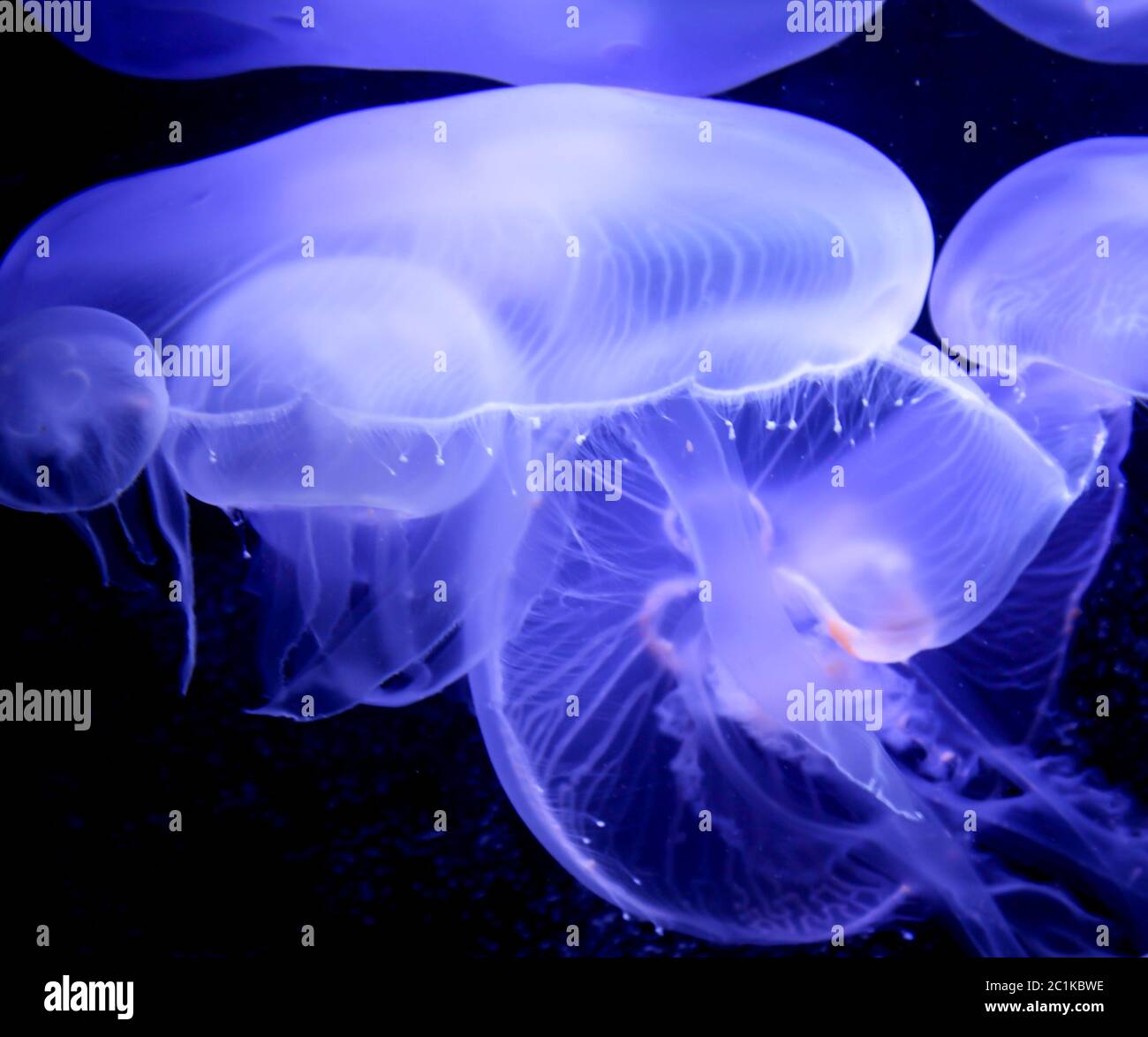 Detail of jellyfish, medusa Stock Photo - Alamy