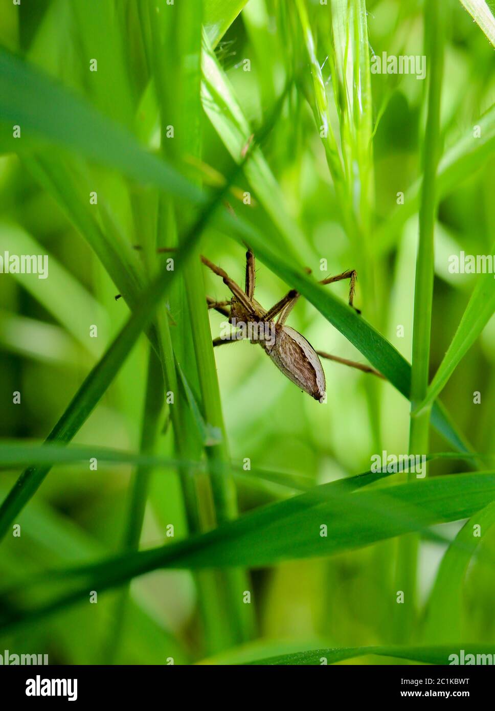 Predatory spider between grasses Stock Photo - Alamy