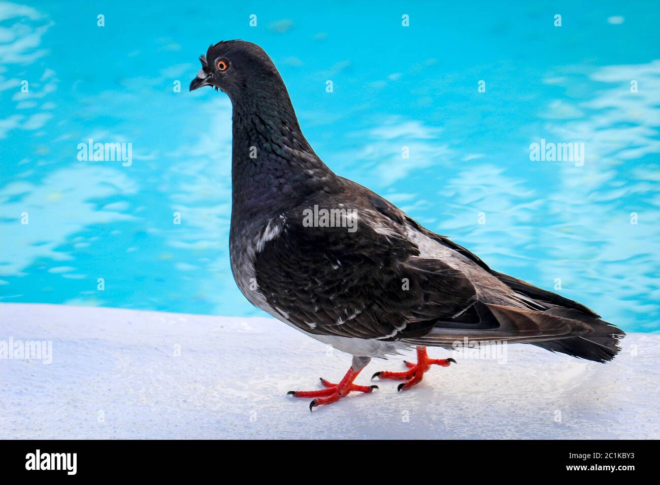 Detail of a dove, pigeons Stock Photo - Alamy