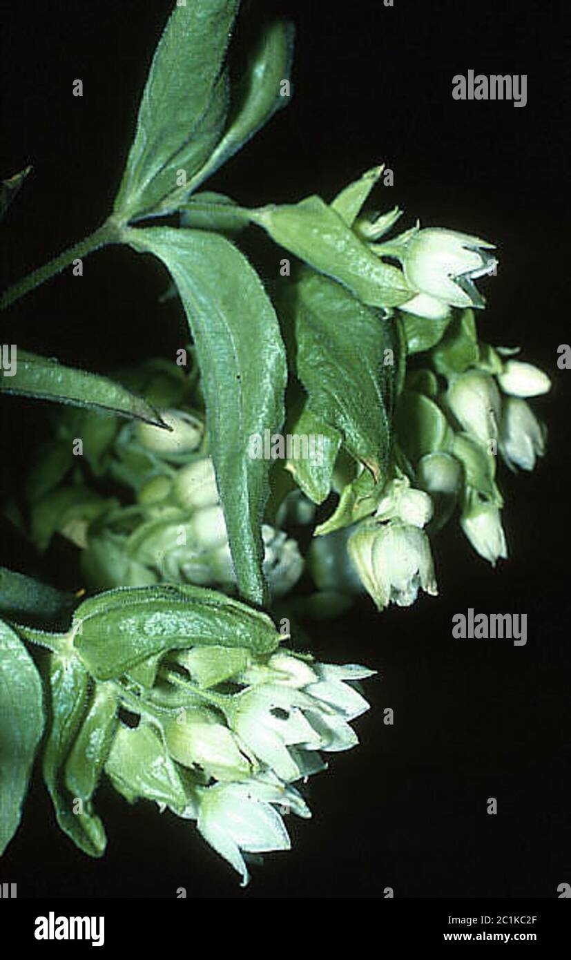 Schiedea hi-res stock photography and images - Alamy