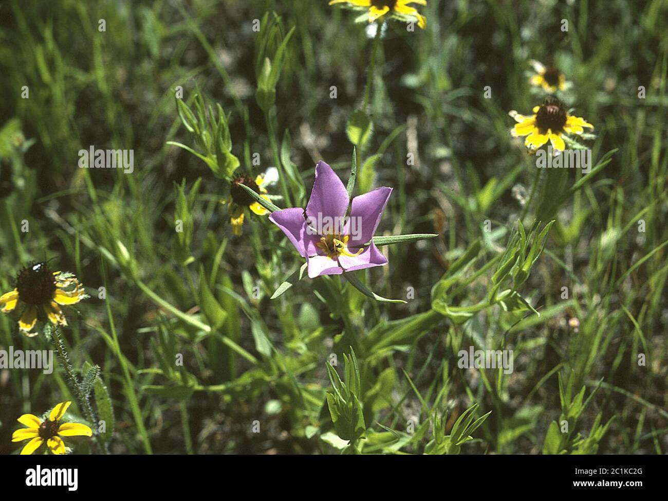 Sabatia sp hi-res stock photography and images - Alamy