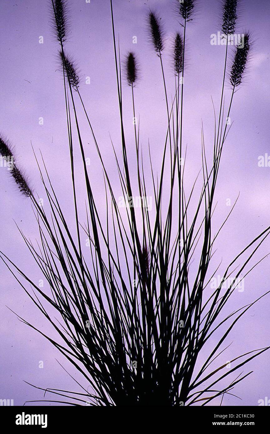 Setaria sp Setaria sp Stock Photo - Alamy