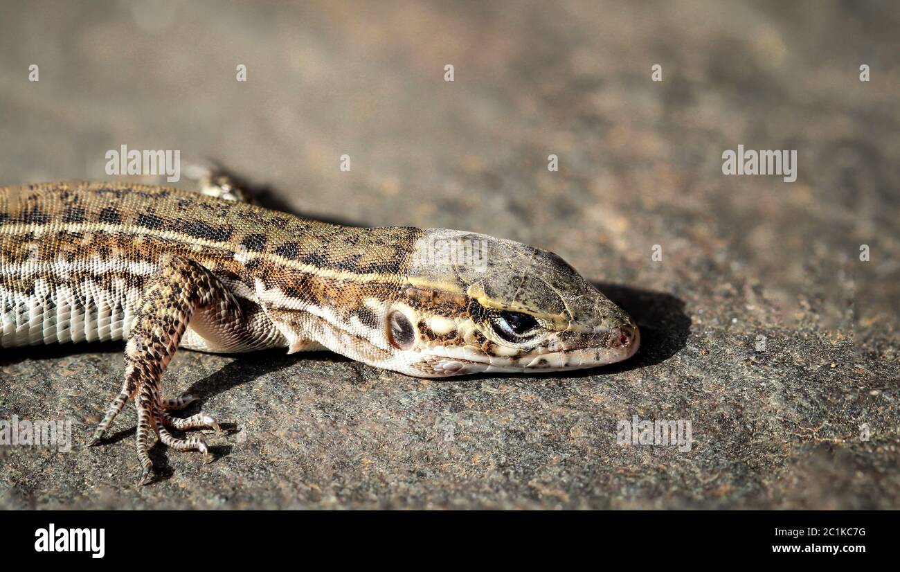 the Gran Canary Giant Lizard, Canary Lizard, Gekko Stock Photo - Alamy