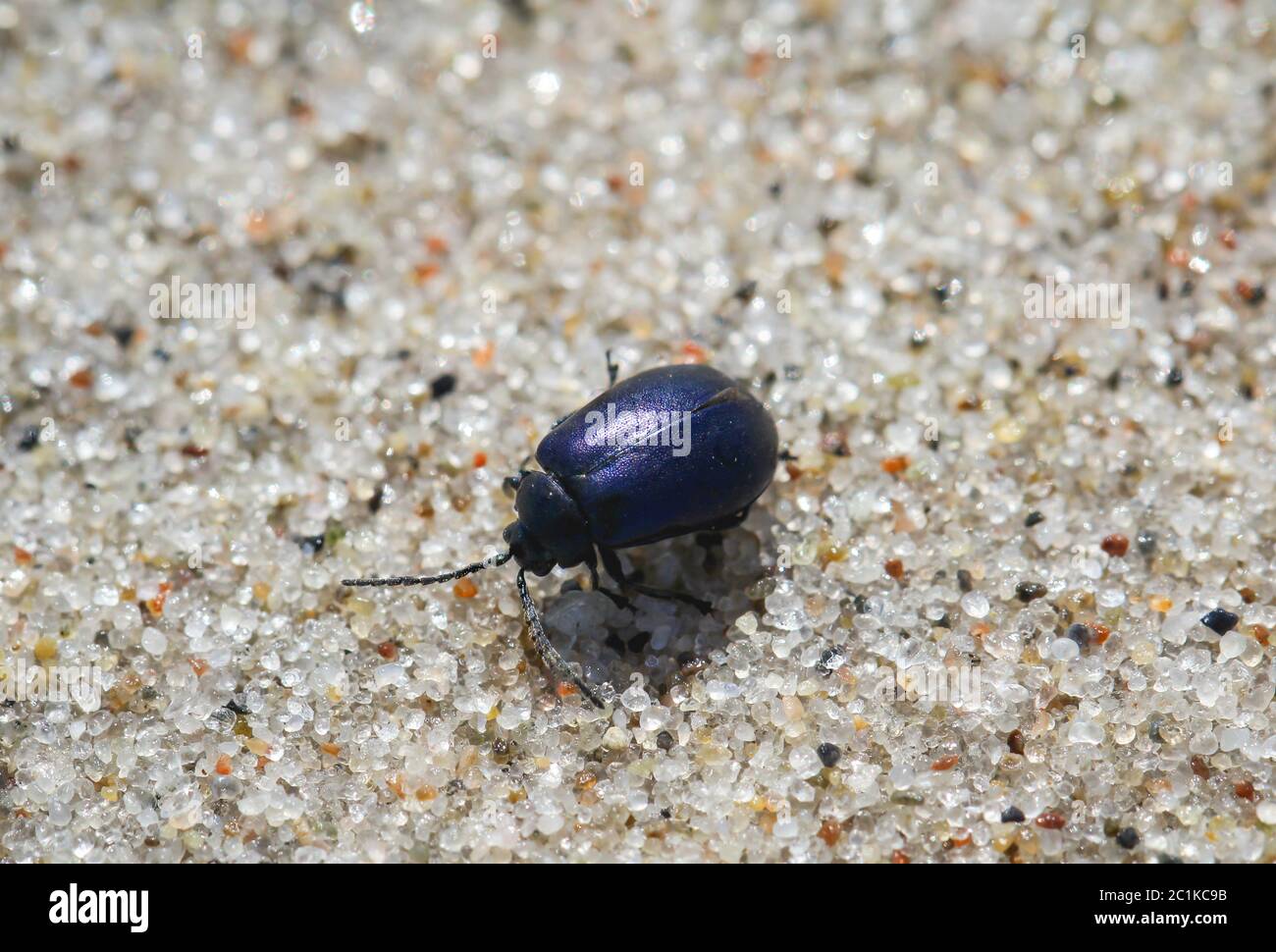 Shield beatle hi-res stock photography and images - Alamy