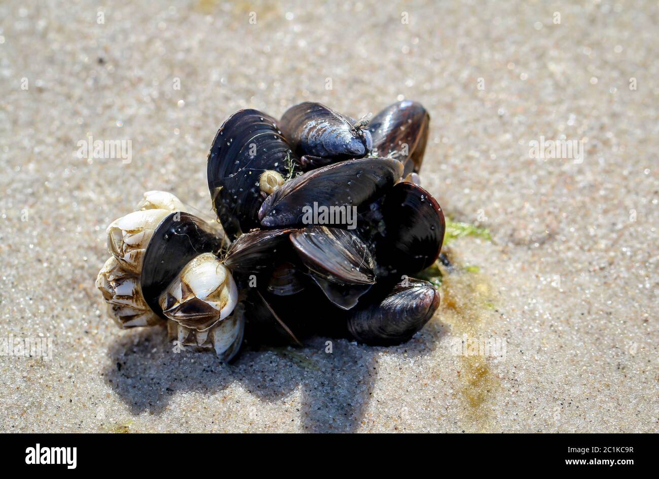 Big barnacles hi-res stock photography and images - Alamy
