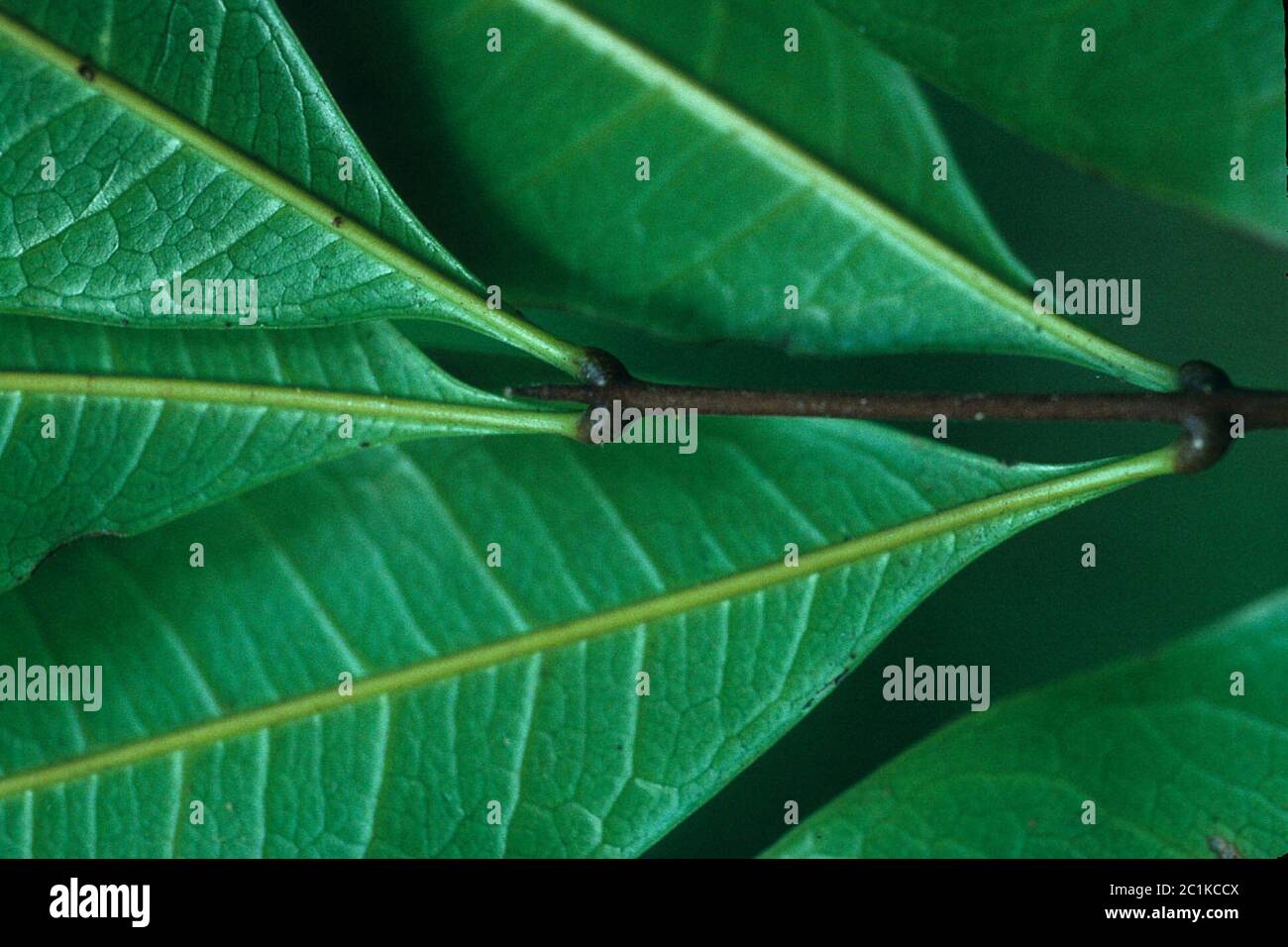 Talisia guianensis Aubl Talisia guianensis Aubl Stock Photo - Alamy