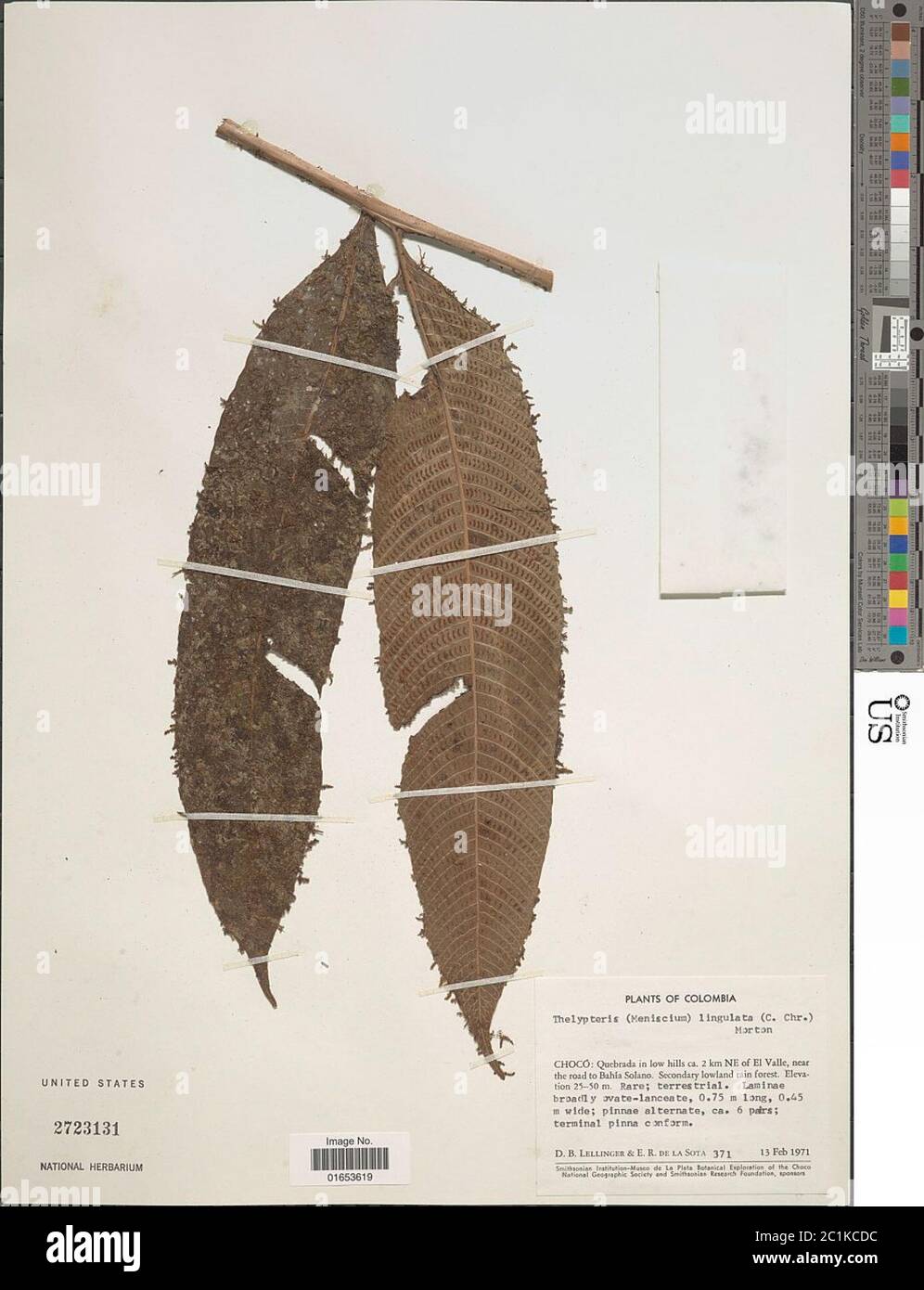 Meniscium lingulatum C Chr Pic Serm Meniscium lingulatum C Chr Pic Serm ...