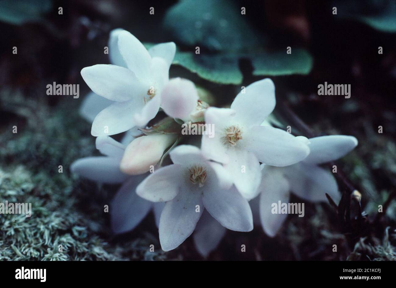 Mayflower Flower Facts