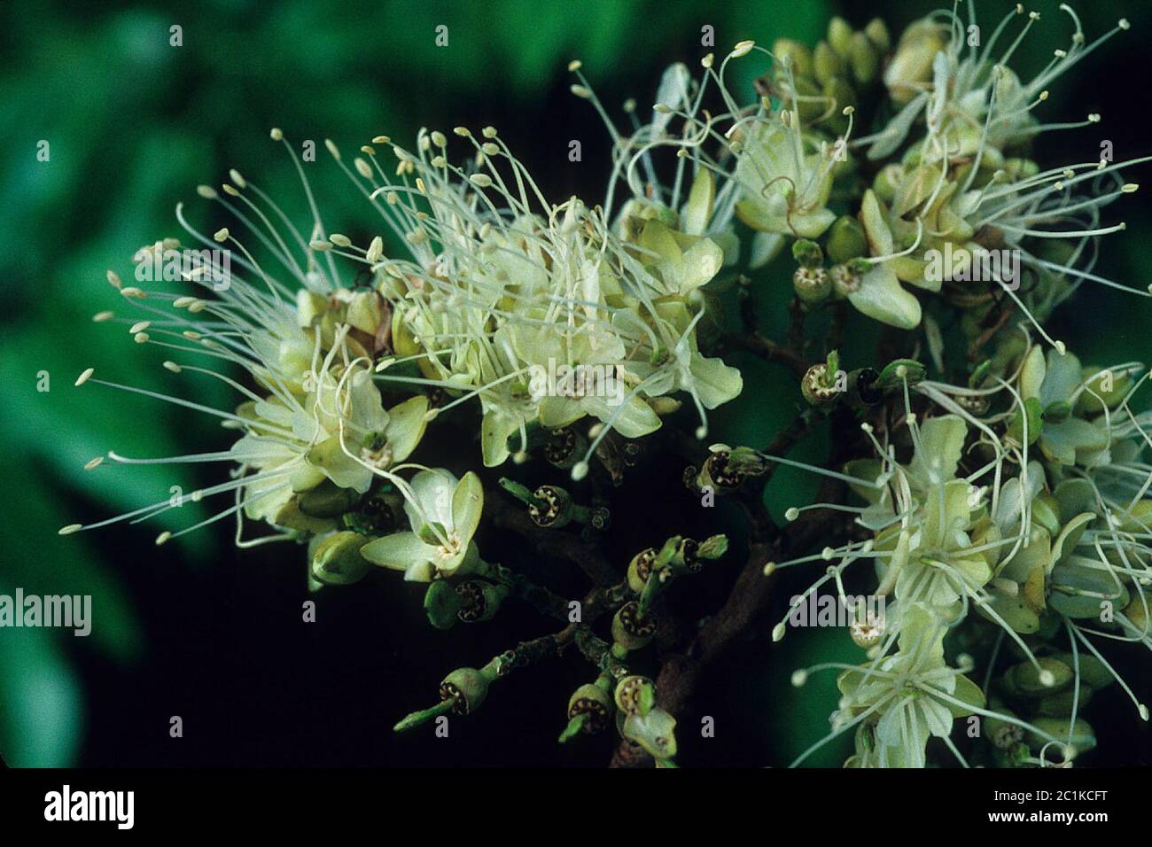 Peltogyne paniculata hi-res stock photography and images - Alamy