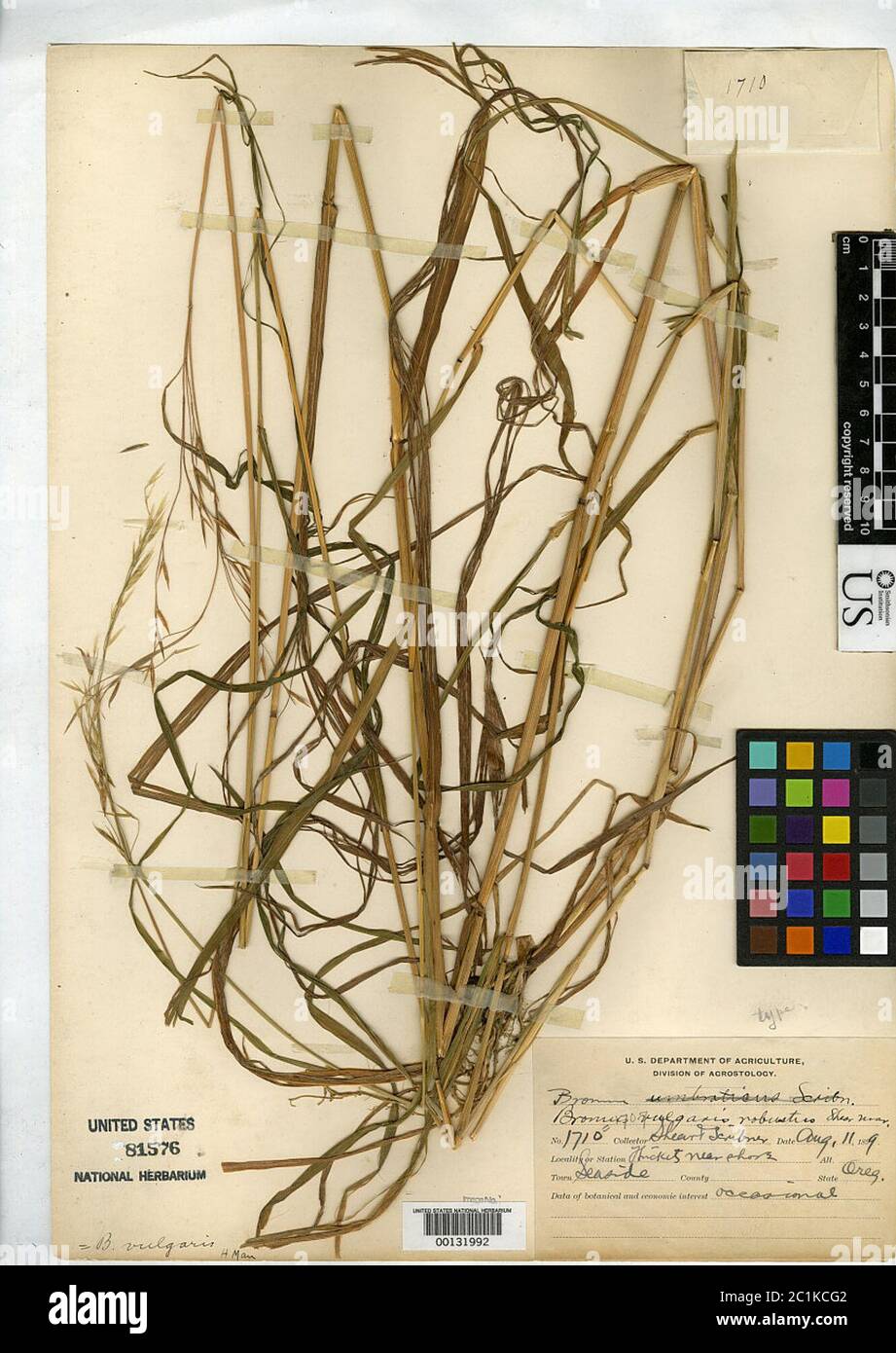 Bromus vulgaris hi-res stock photography and images - Alamy
