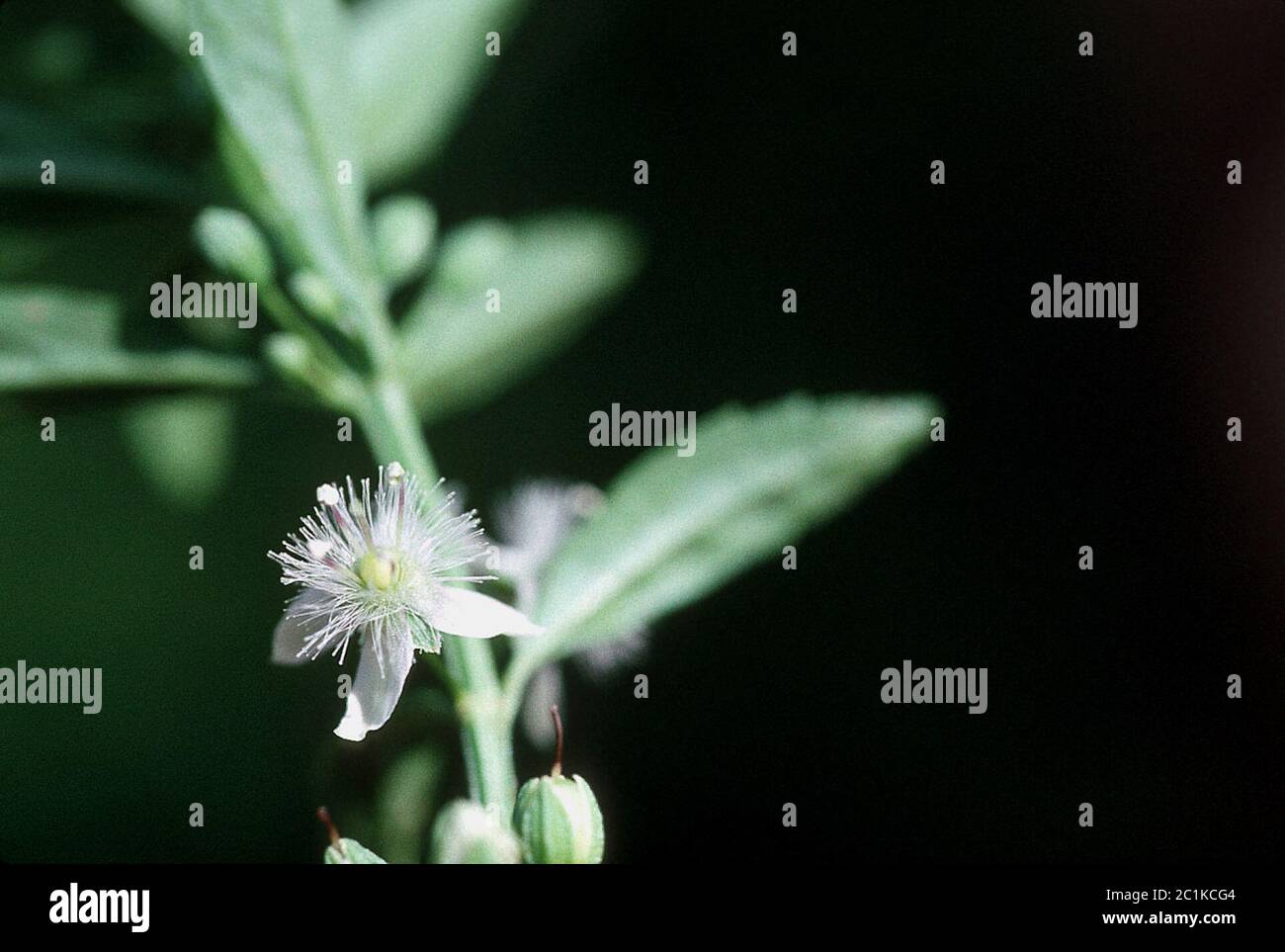 Scoparia dulcis L Scoparia dulcis L Stock Photo - Alamy