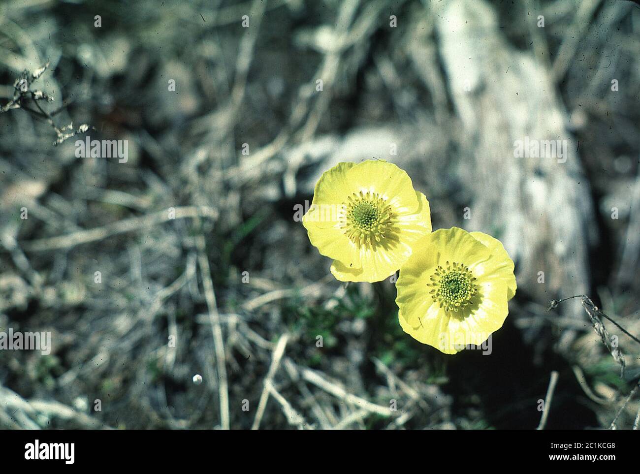 Ranunculus adoneus A Gray Ranunculus adoneus A Gray Stock Photo - Alamy