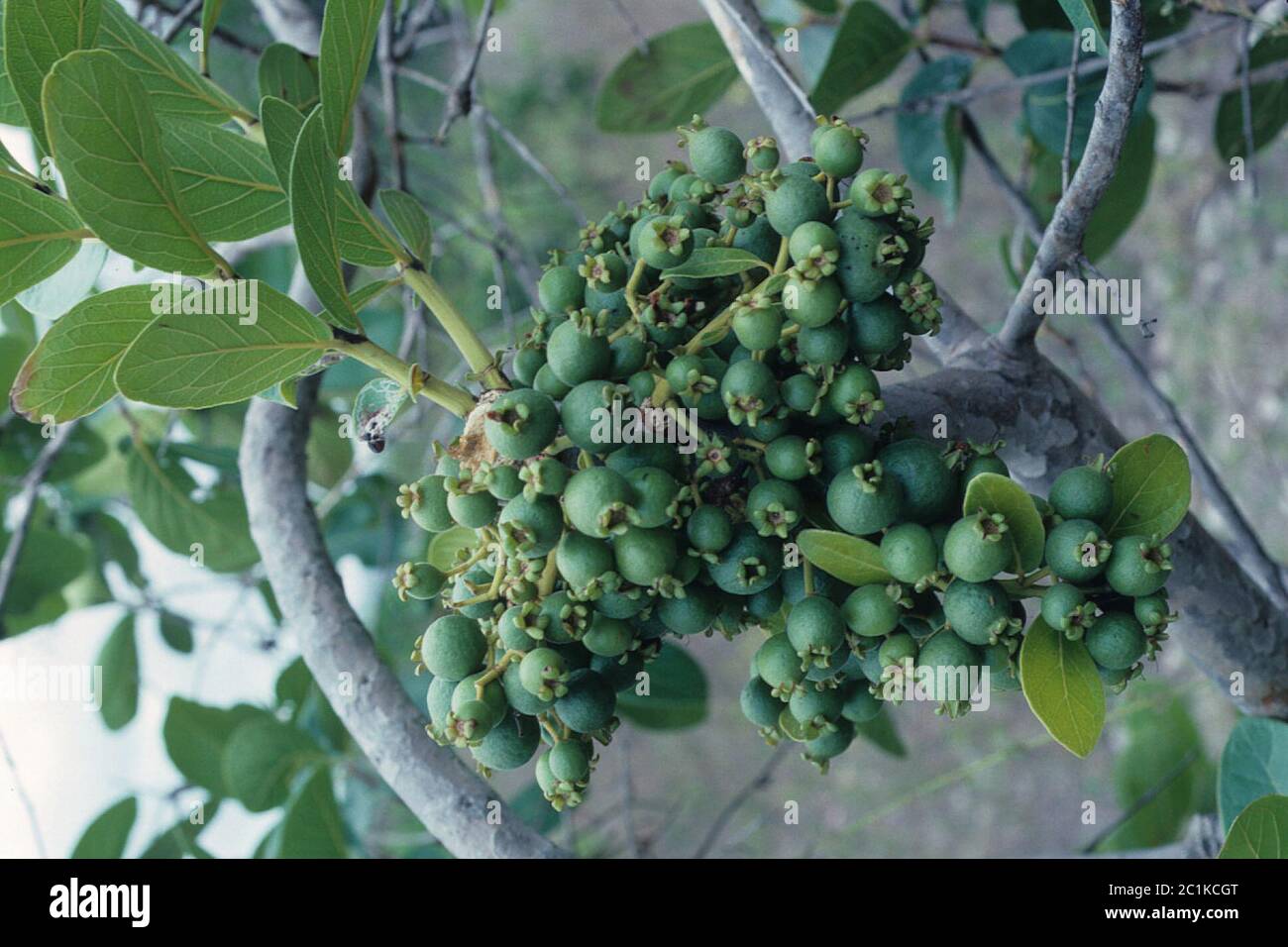 Psidium guineense Sw Psidium guineense Sw Stock Photo - Alamy