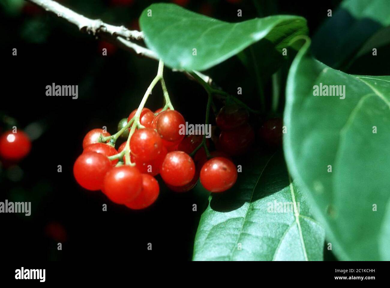 Cordia collococca L Cordia collococca L Stock Photo - Alamy