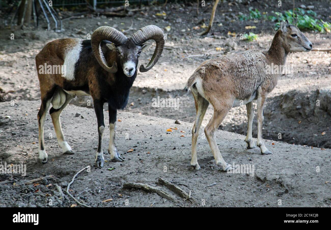 a Moufflon, goat Stock Photo - Alamy