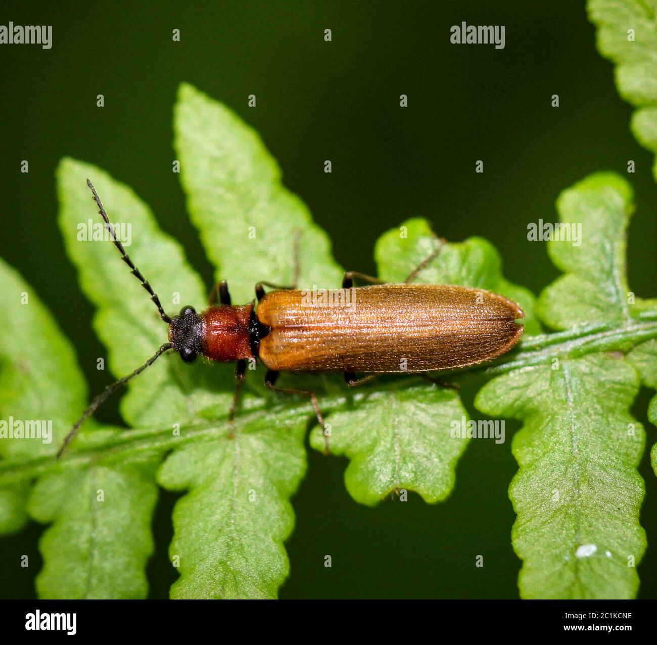 Beatle animal hi-res stock photography and images - Alamy