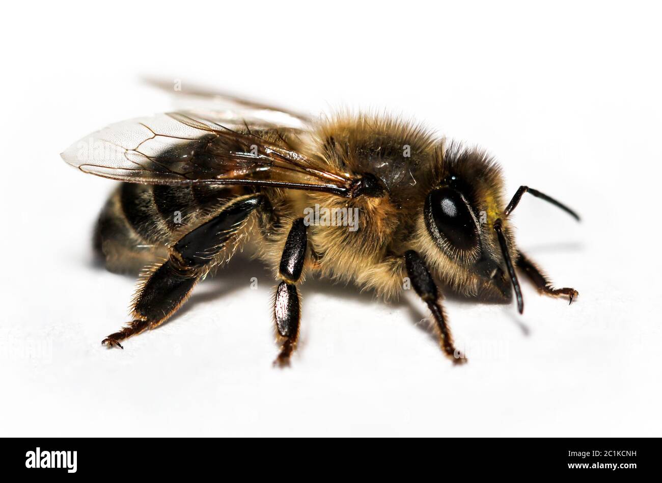 macro of a bee Stock Photo - Alamy