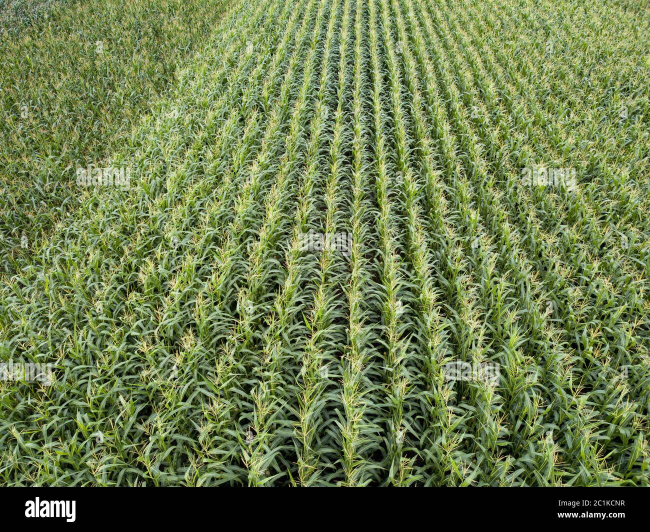 Organic natural green field of corn. Top view aerial photo from drone ...