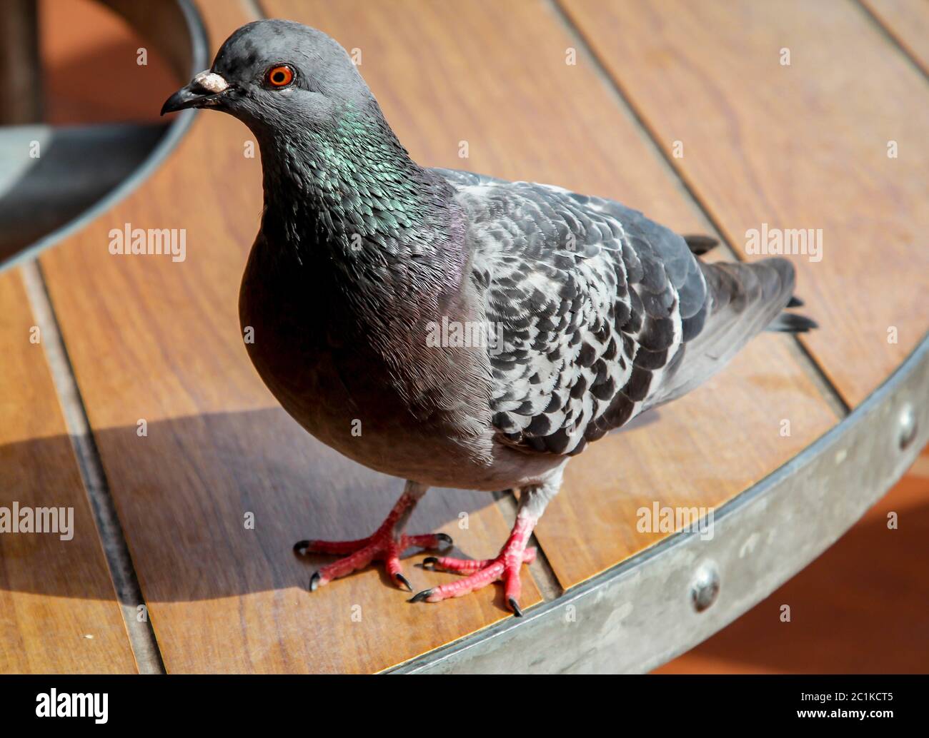 Detail of a dove, pigeons Stock Photo - Alamy