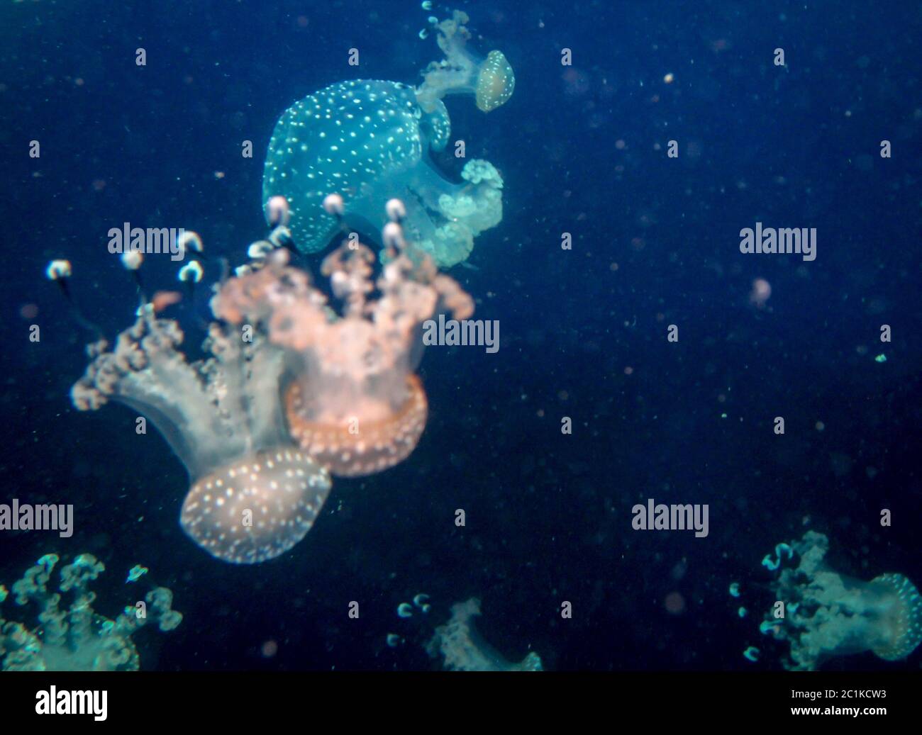 Detail of jellyfish, medusa Stock Photo - Alamy