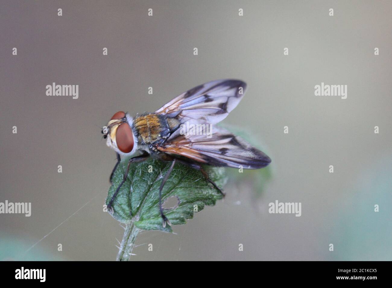 Fly antenna hi-res stock photography and images - Alamy