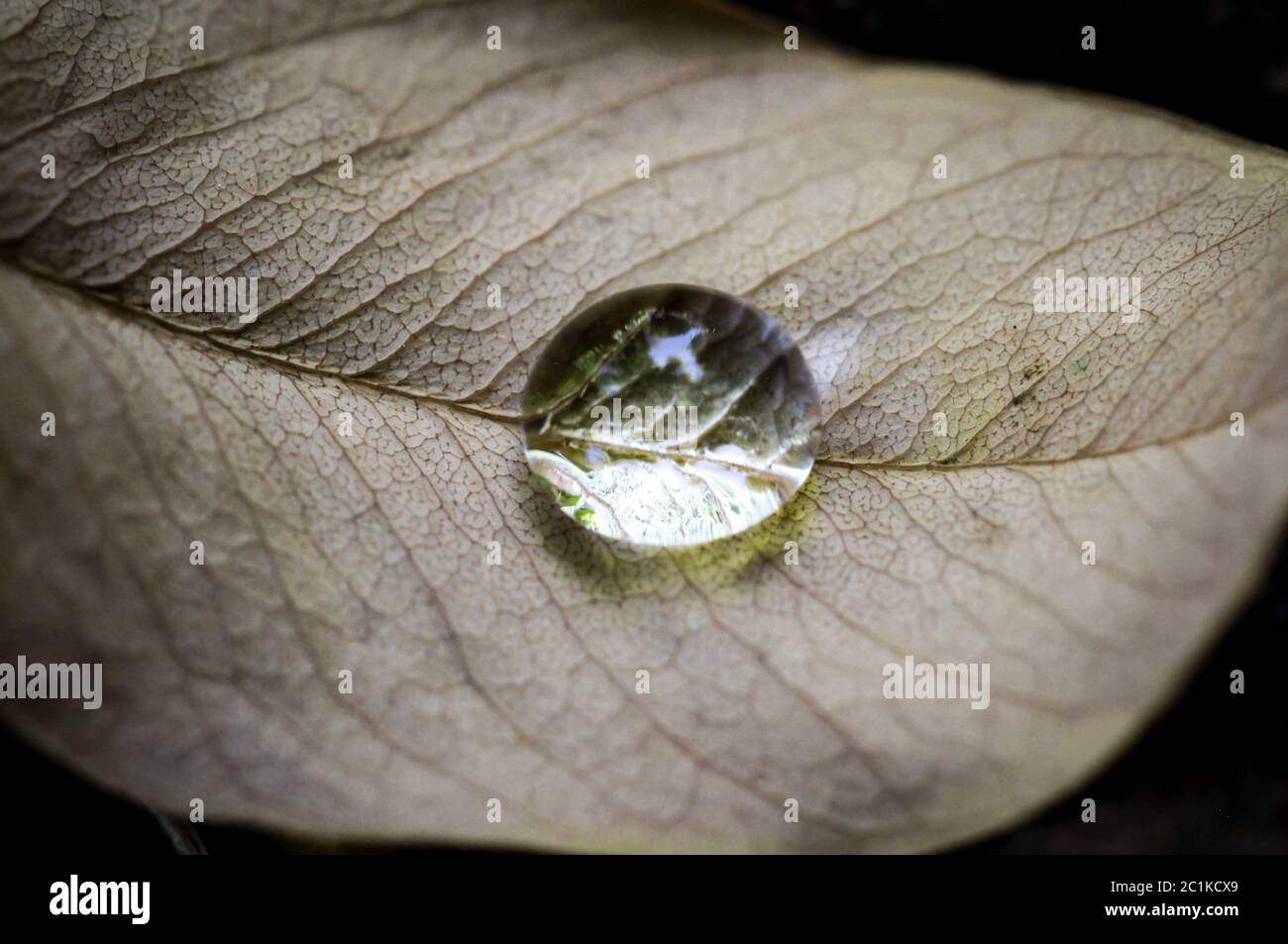 Dew Drop on a try Leaf Stock Photo - Alamy