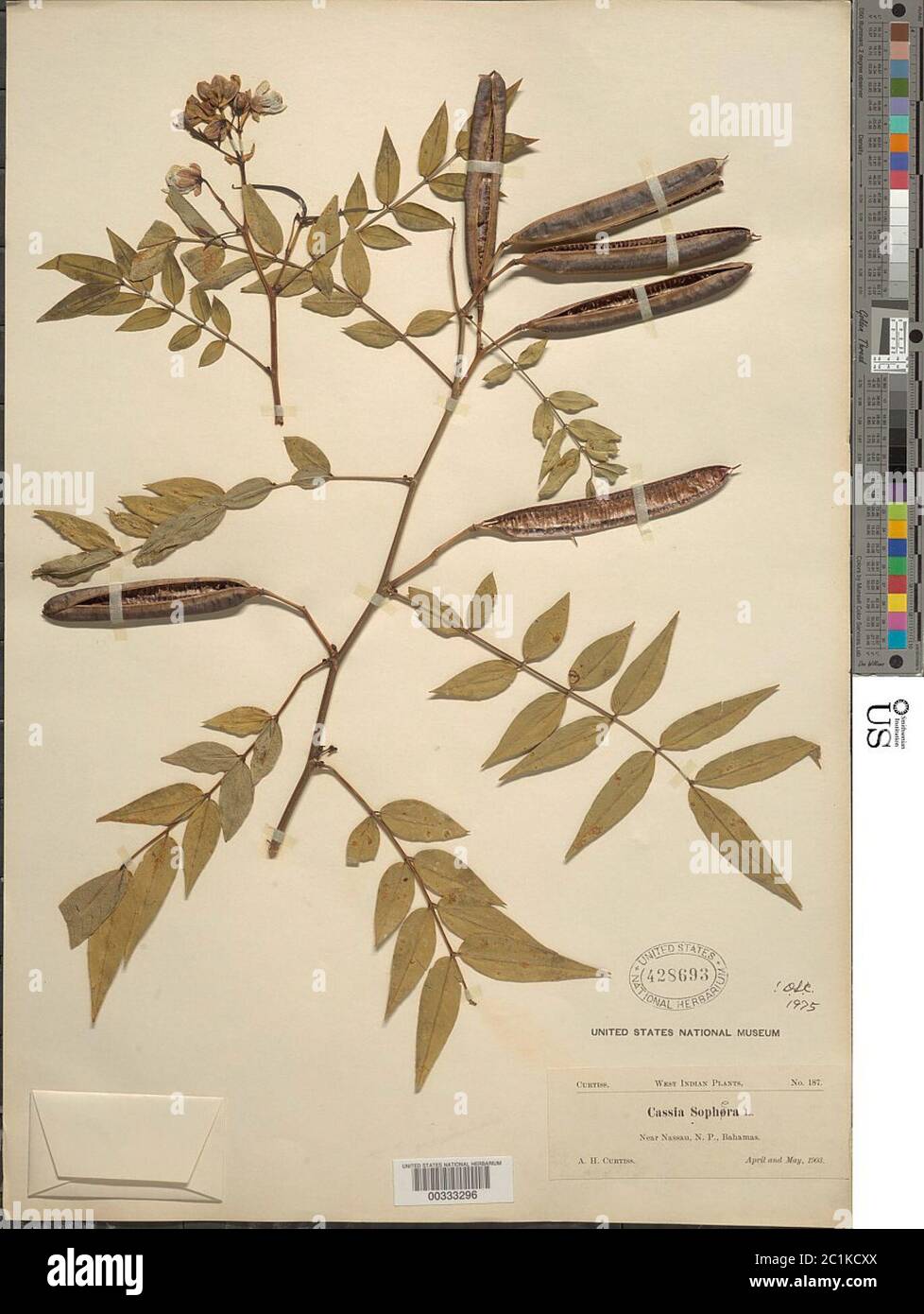 Sophera hi-res stock photography and images - Alamy