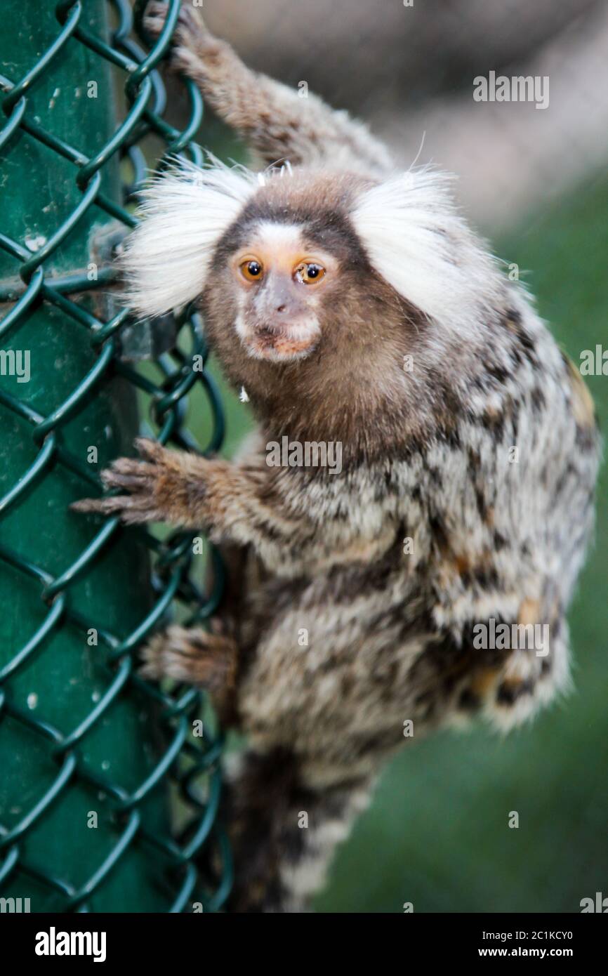 Portrait of a white-tufted monkey Stock Photo - Alamy