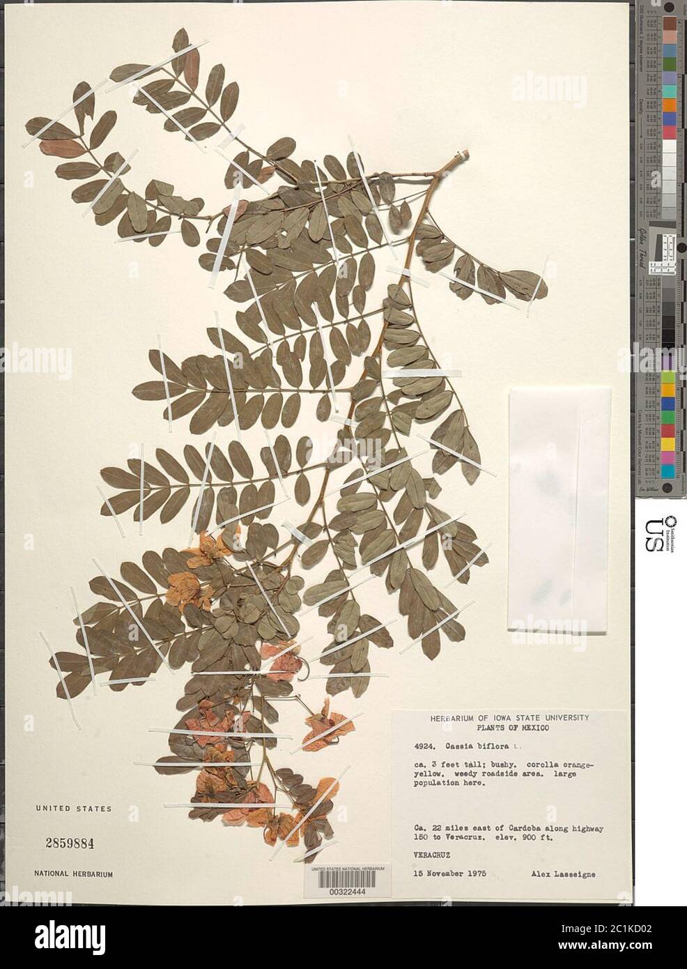 Senna biflora Senna biflora Stock Photo - Alamy