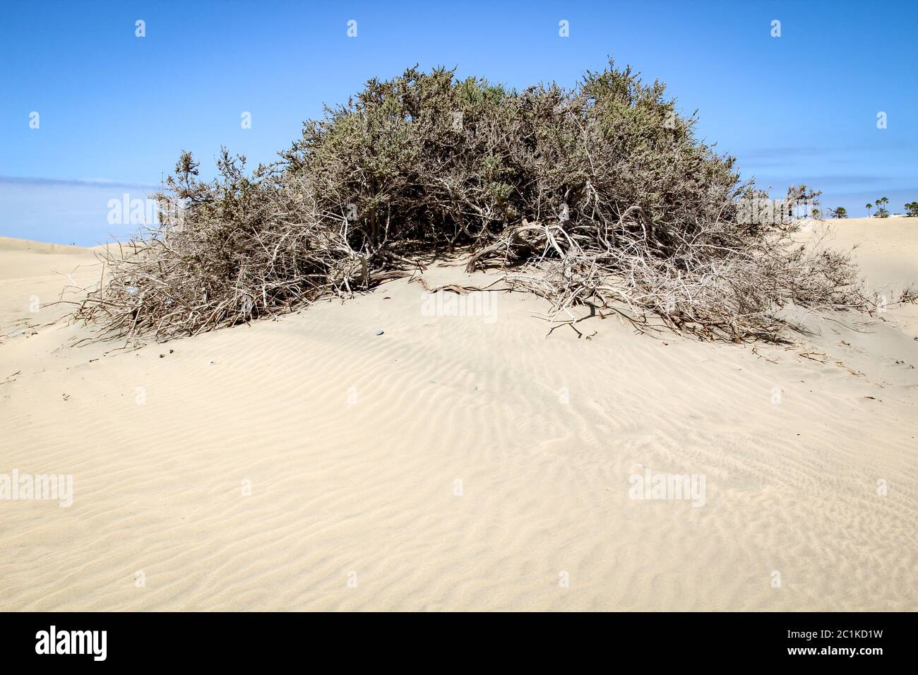 details of Sand, sandy desert, dunes, shifting dunes, desert Stock ...
