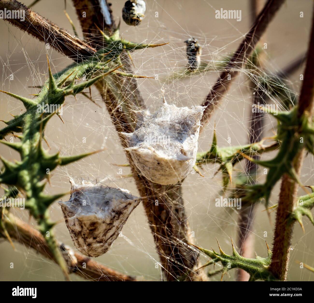 network of baby spiders Stock Photo - Alamy