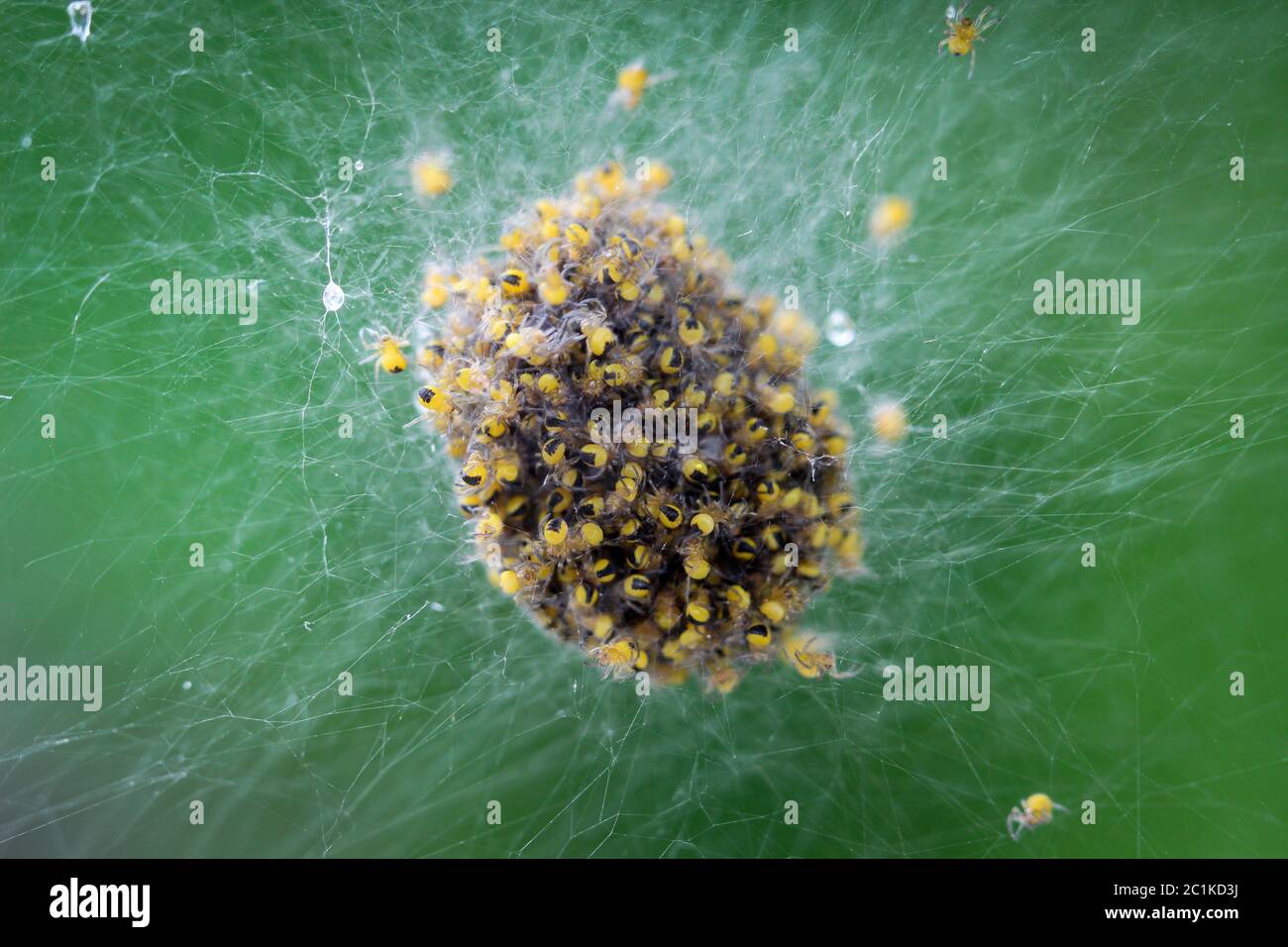 network of baby spiders Stock Photo - Alamy