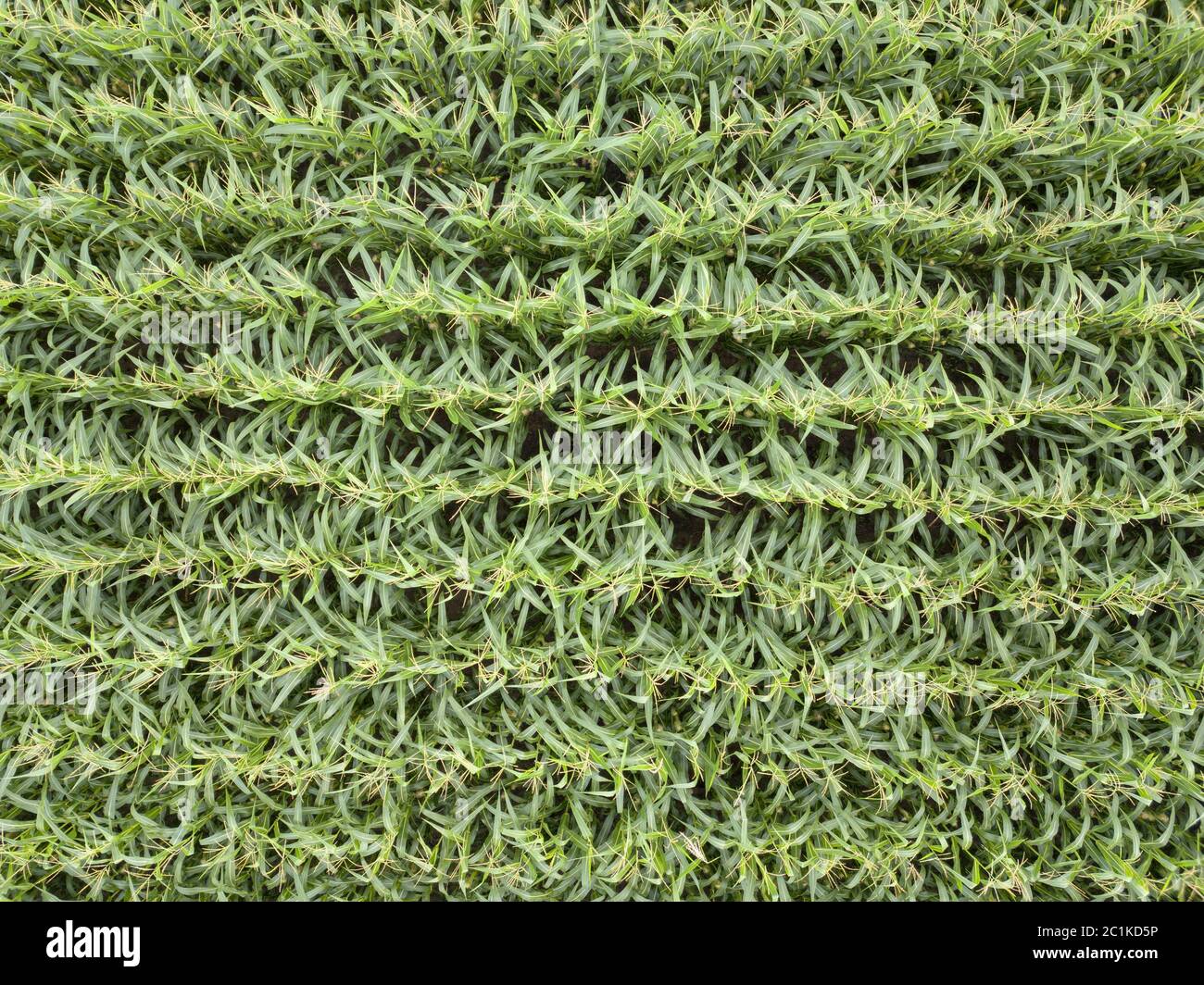 Organic natural green field of corn. Top view aerial photo from drone ...