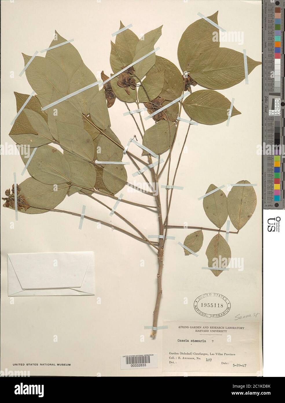 Senna sp Senna sp Stock Photo - Alamy