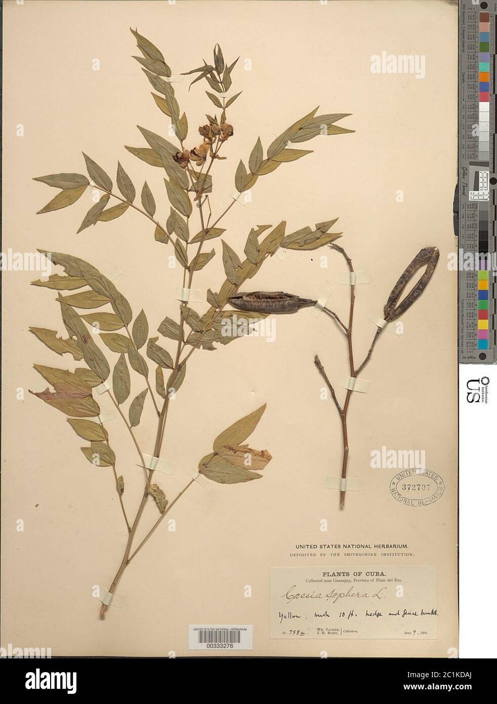 Sophera hi-res stock photography and images - Alamy