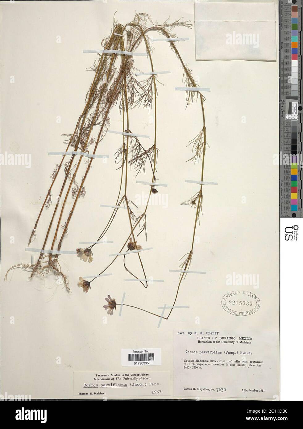Cosmos parviflorus Jacq Pers Cosmos parviflorus Jacq Pers Stock Photo ...