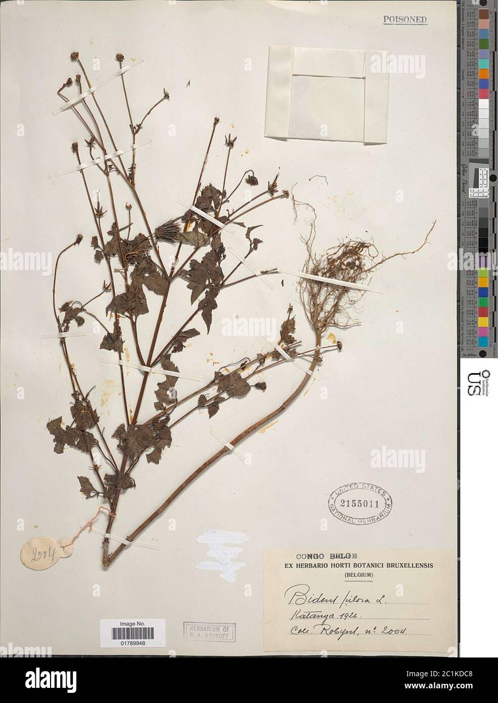 Bidens pilosa L Bidens pilosa L Stock Photo - Alamy