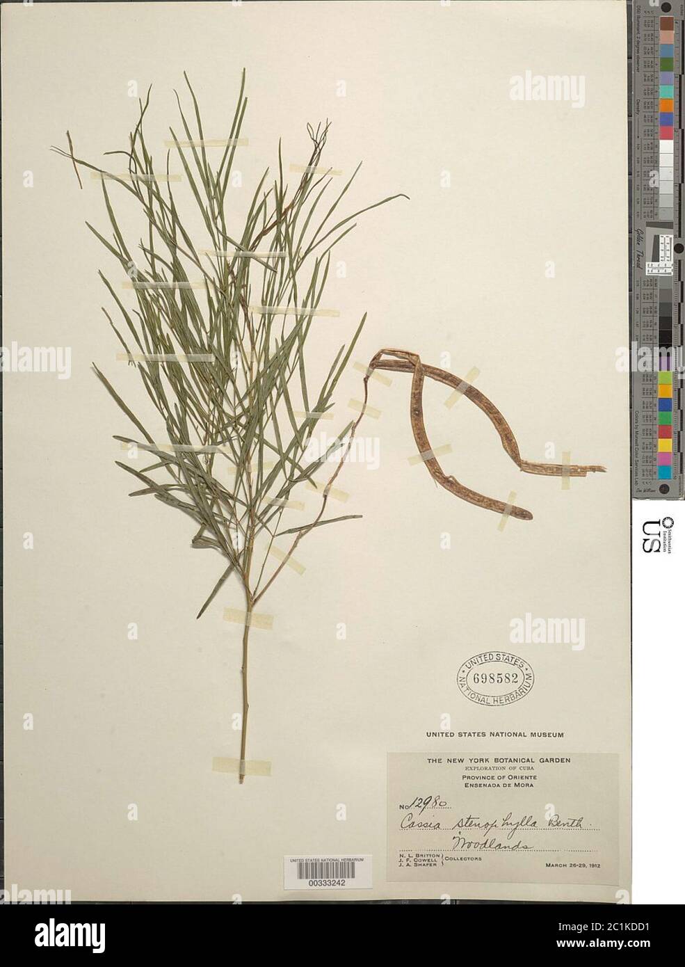 Senna stenophylla Senna stenophylla Stock Photo - Alamy