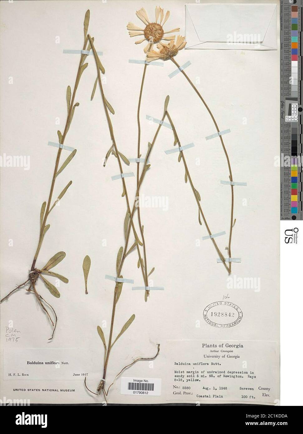 Balduina hi-res stock photography and images - Alamy