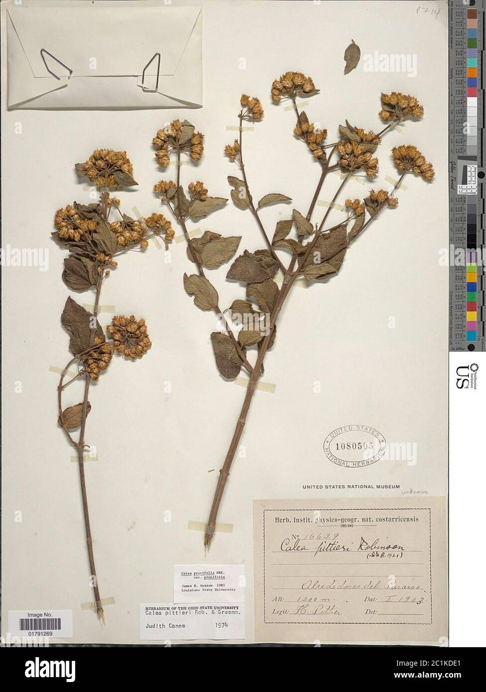 Calea prunifolia HBK Calea prunifolia HBK Stock Photo - Alamy