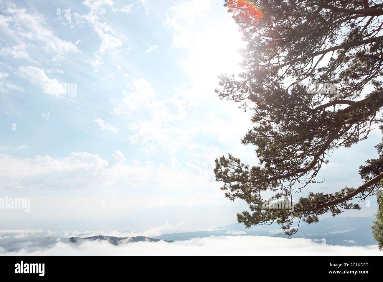 Evergreen trees and beautiful mountains with clouds Stock Photo - Alamy