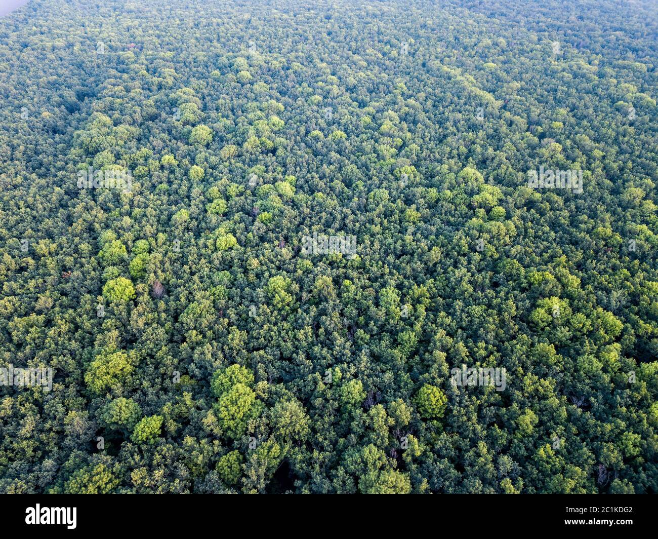 Ecosystem plantation country plant hi-res stock photography and images ...