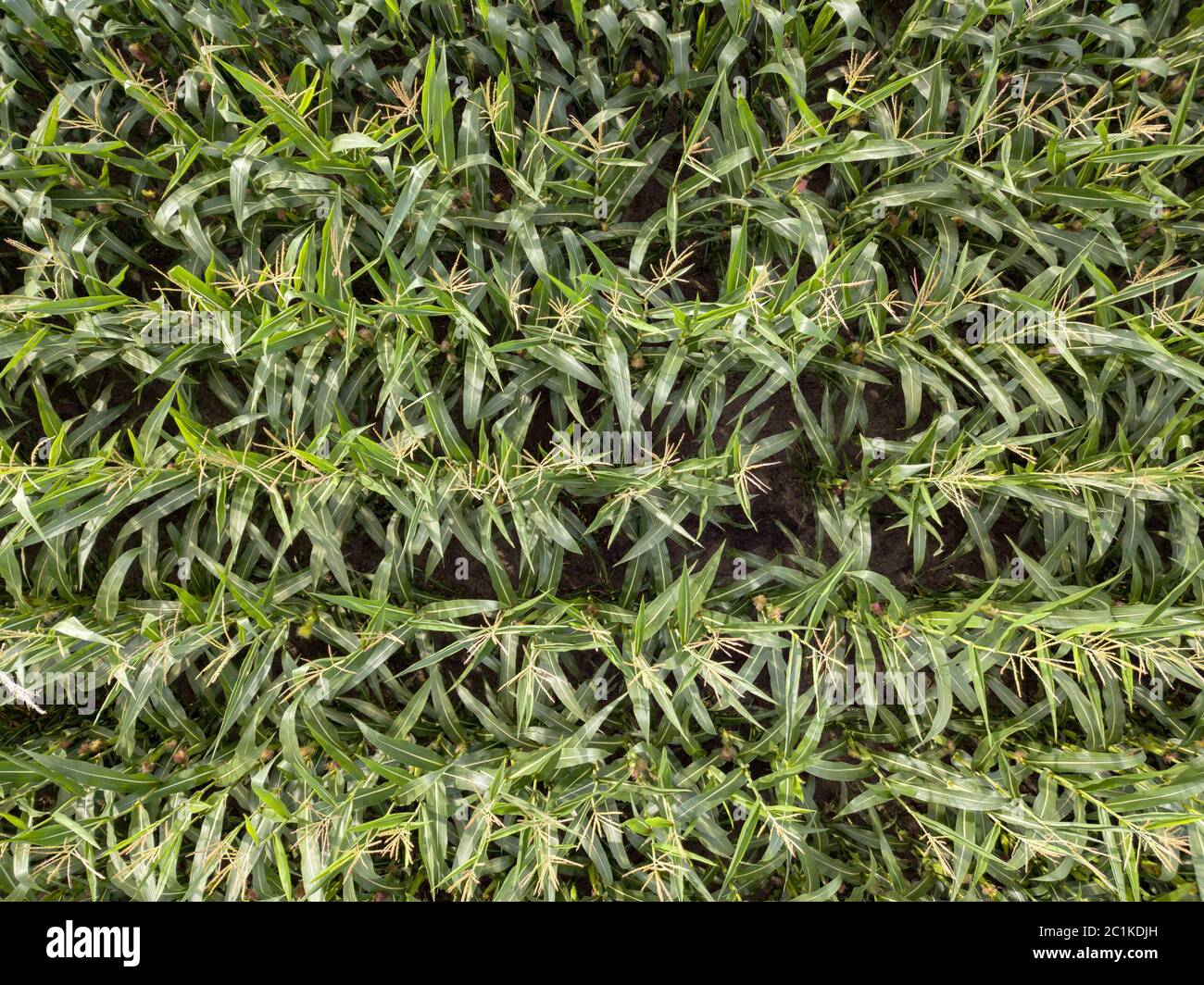 Natural green field of corn. Top view aerial photo from drone Stock ...