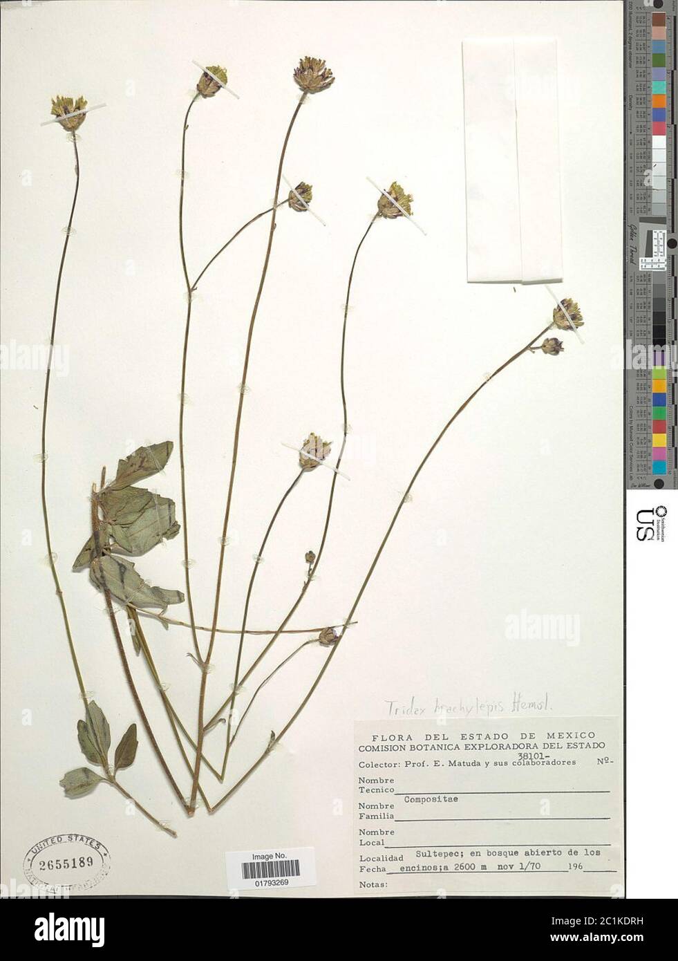 Tridax brachylepis Hemsl Tridax brachylepis Hemsl Stock Photo - Alamy