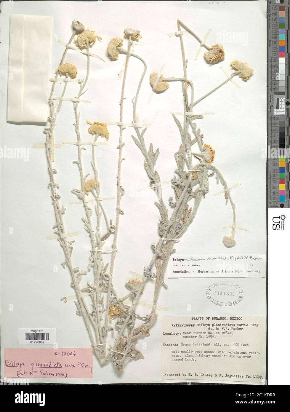 Baileya australis Rydb Baileya australis Rydb Stock Photo - Alamy