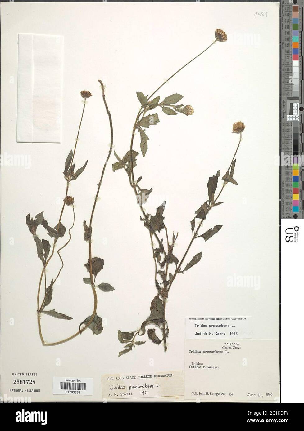 Tridax procumbens L Tridax procumbens L Stock Photo - Alamy