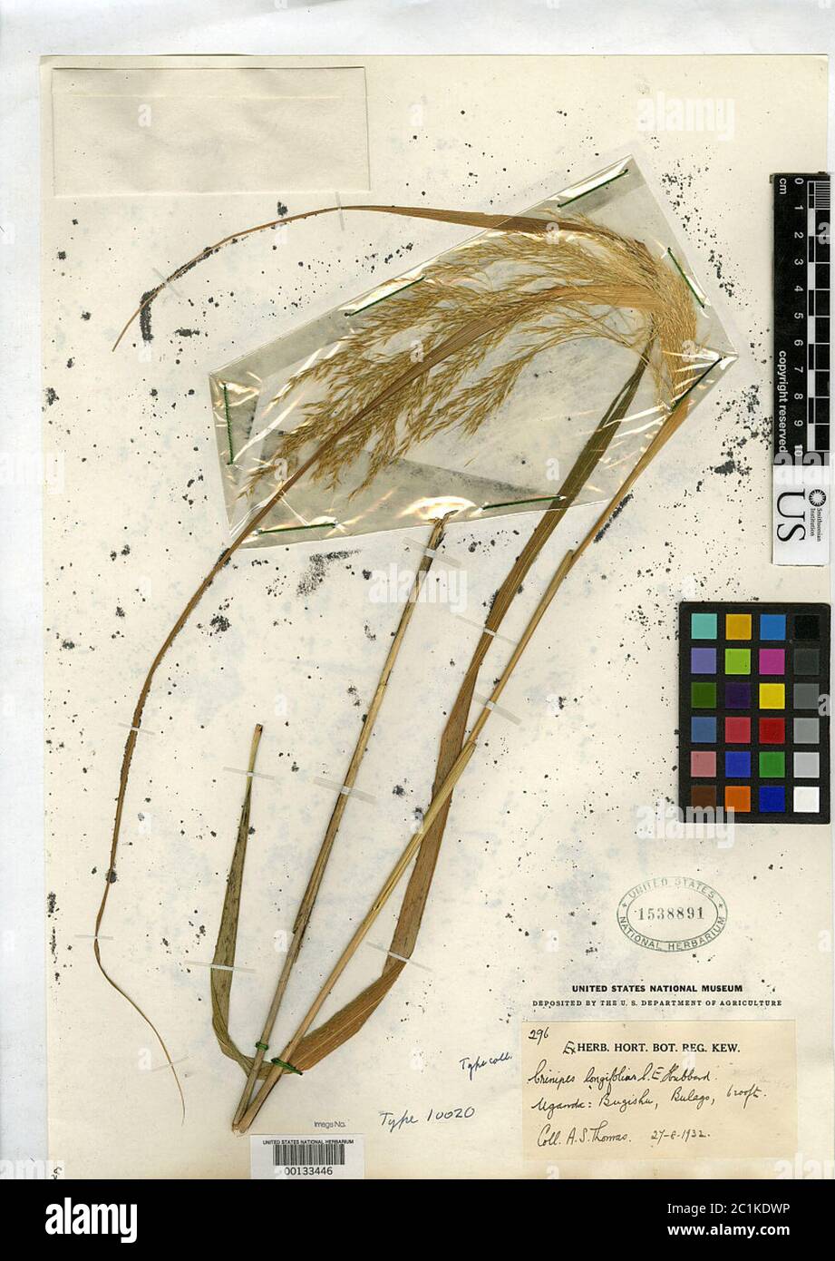 Crinipes longifolius CE Hubb Crinipes longifolius CE Hubb Stock Photo ...