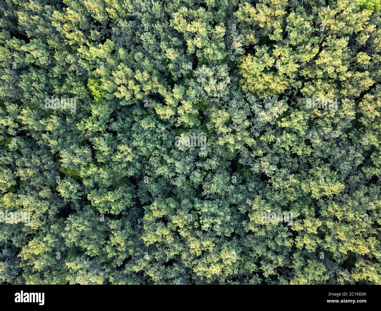 Aerial top view forest, Texture background of forest view from above Stock Photo - Alamy