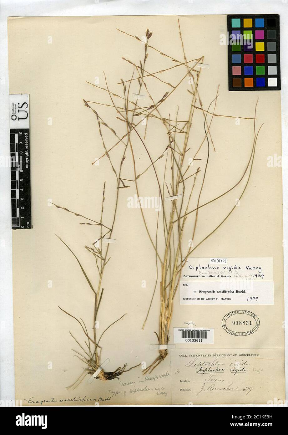 Diplachne hi-res stock photography and images - Alamy