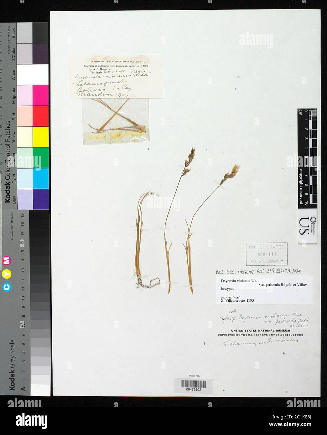 Deyeuxia violacea var puberula Rgolo Villavicencio Deyeuxia violacea ...